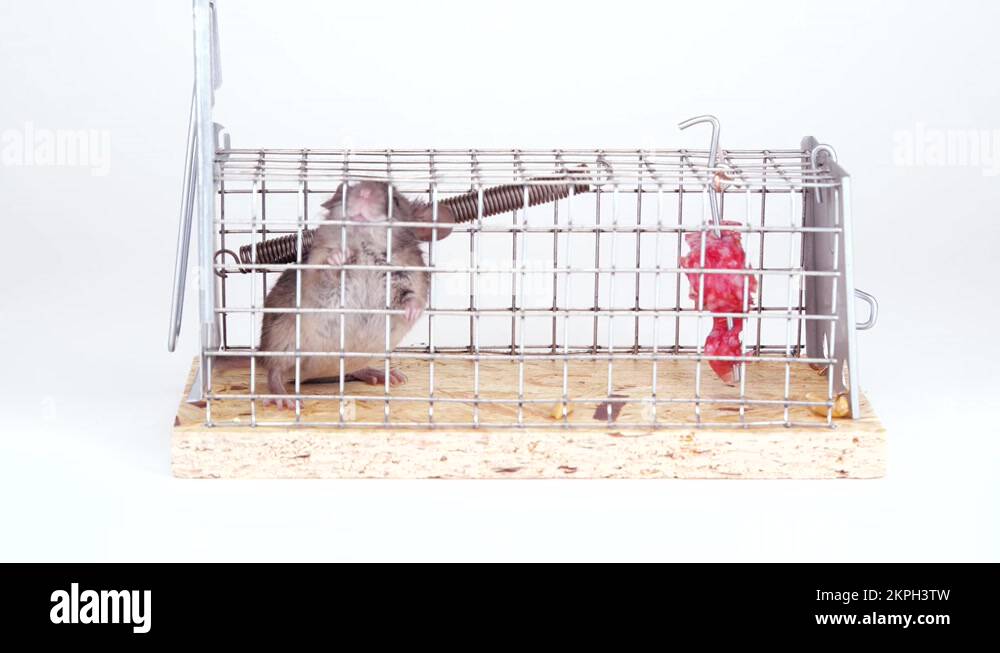 Cute little house mouse caught in live capture mouse trap Stock Video ...
