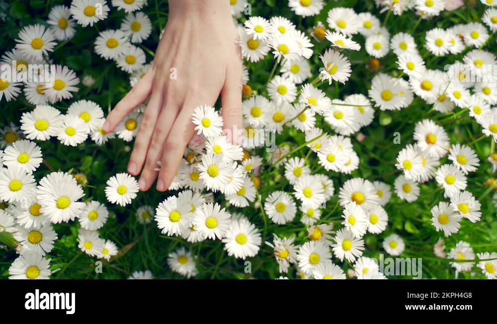 Woman hand touching wild flowers. Close up meadow field. female girl ...
