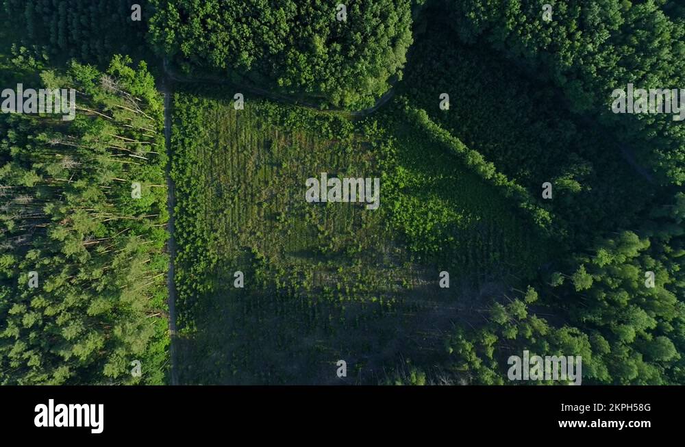 Aerial top view forest deforestation Stock Videos & Footage - HD and 4K ...