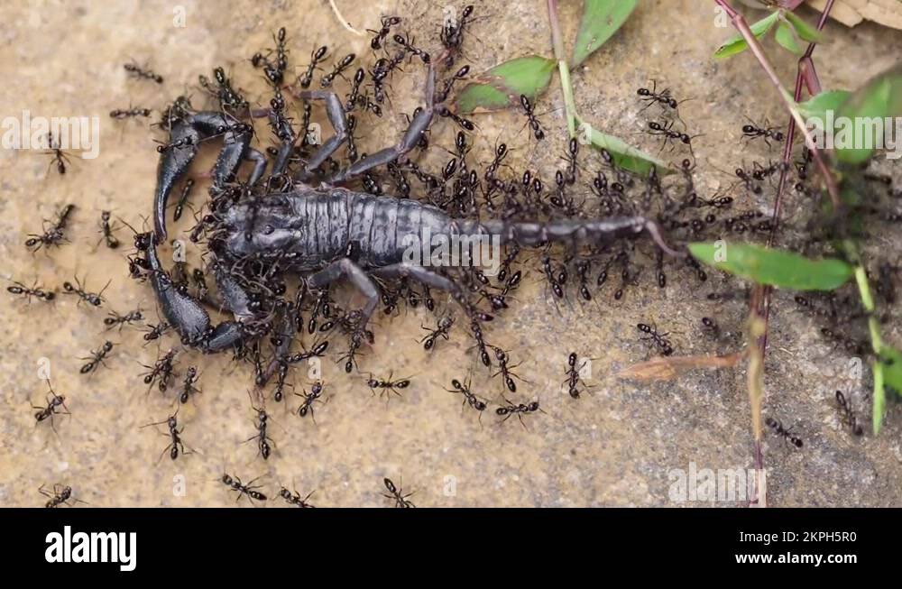 Scorpion fighting Stock Videos & Footage - HD and 4K Video Clips - Alamy
