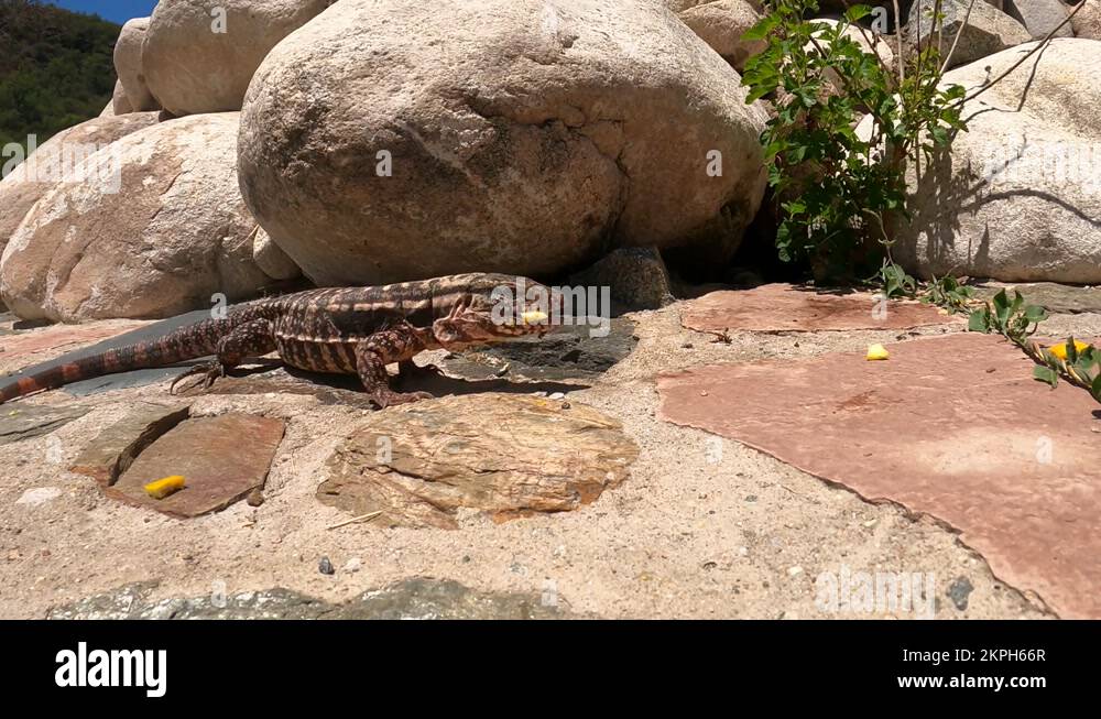 Largest terrestrial carnivore Stock Videos & Footage - HD and 4K Video ...