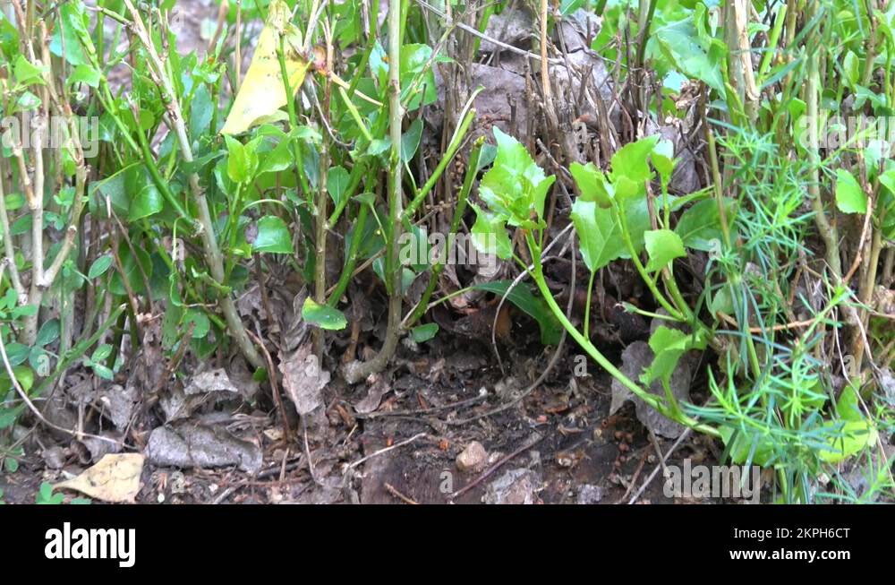 Wood stick cut out Stock Videos & Footage - HD and 4K Video Clips - Alamy