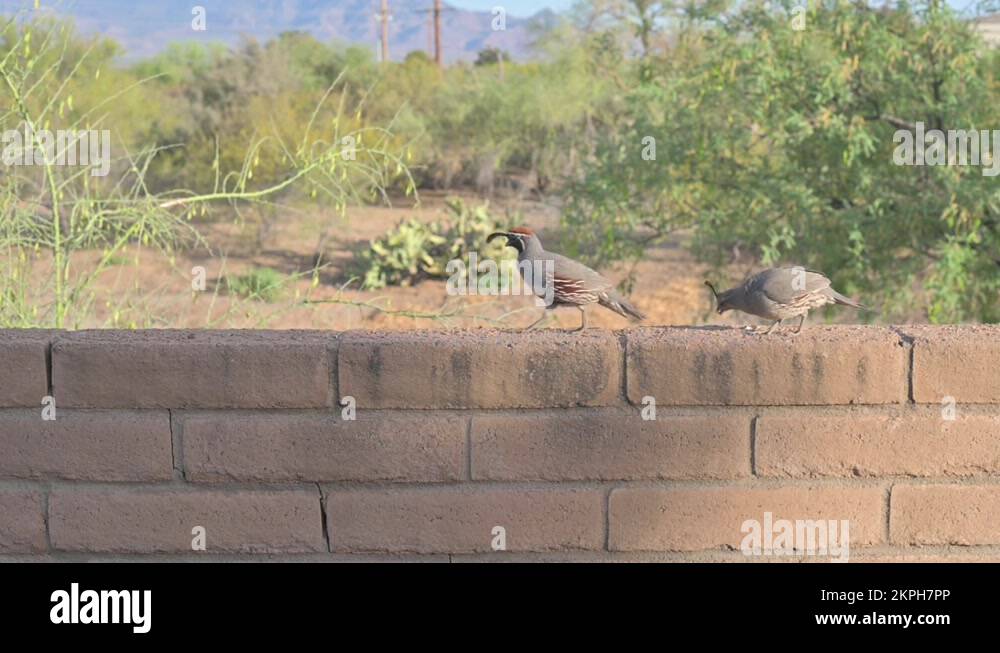 Arizonawildlife Stock Videos & Footage - HD and 4K Video Clips - Alamy