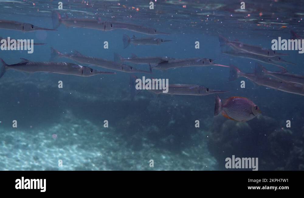 School of reef needlefish or Belonidae hunting on a coral reef ...