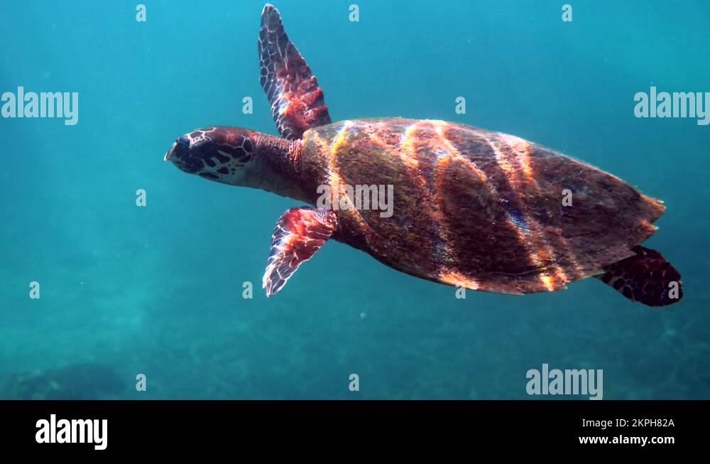 Hawksbill sea turtle swim underwater. Hawks bill sea turtle glides in ...