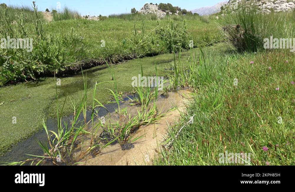 Turkish water reed Stock Videos & Footage - HD and 4K Video Clips - Alamy