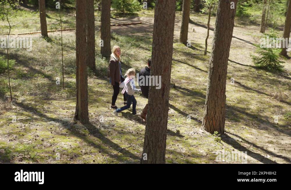 Pine family trees Stock Videos & Footage - HD and 4K Video Clips - Alamy