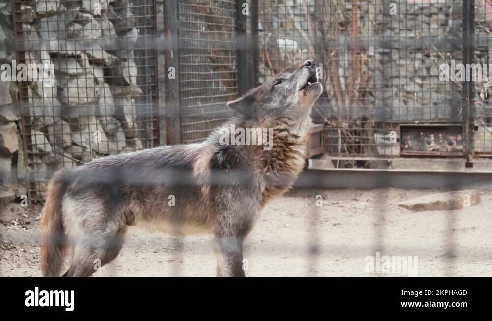 Gray wolf howl pack Stock Videos & Footage - HD and 4K Video Clips - Alamy