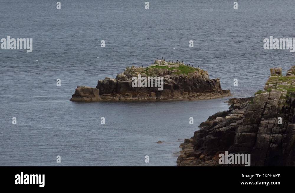 Coastal seabirds scotland Stock Videos & Footage - HD and 4K Video ...
