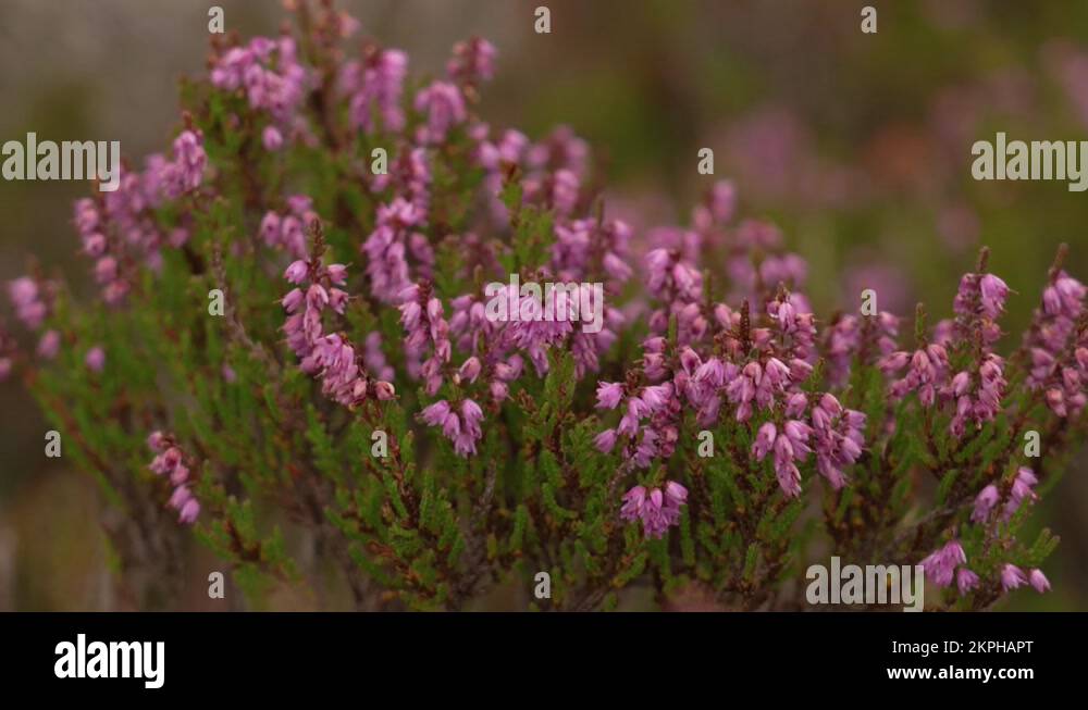 Scottish heather moorland Stock Videos & Footage - HD and 4K Video ...