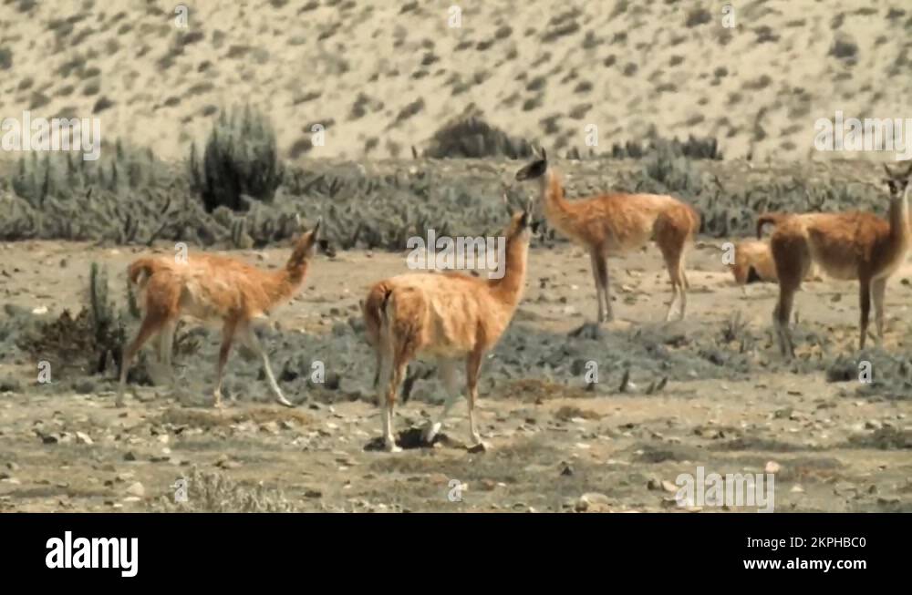 Guanacos chile Stock Videos & Footage - HD and 4K Video Clips - Alamy