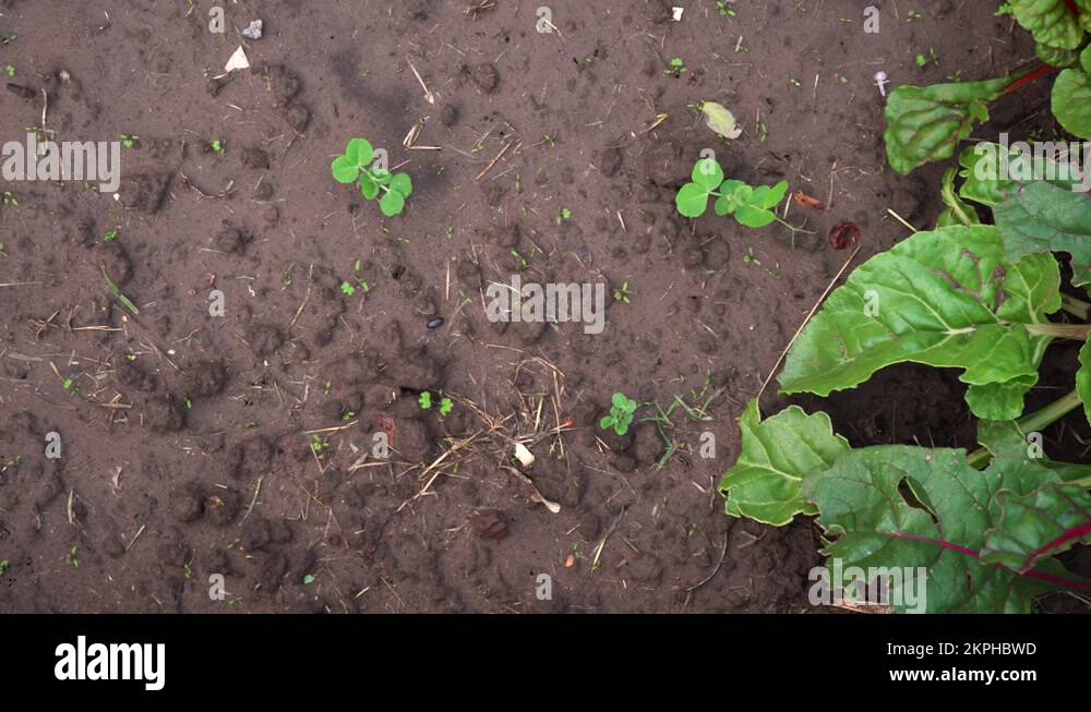 Vegetable garden crops Stock Videos & Footage - HD and 4K Video Clips ...