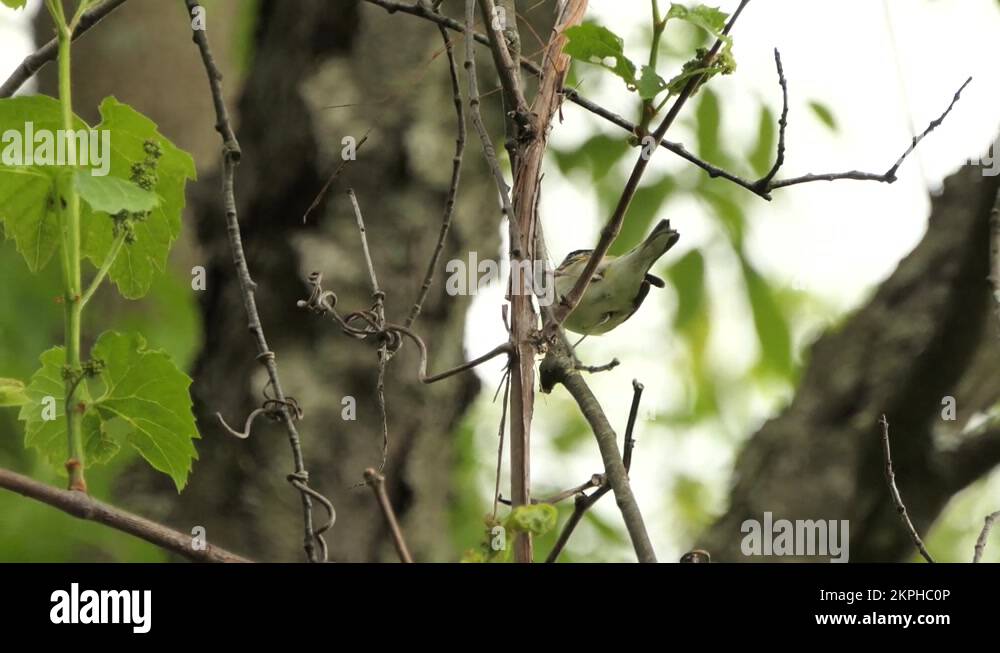 Chestnut-sided Warbler Bird On A Tree In The Wilderness. Setophaga ...