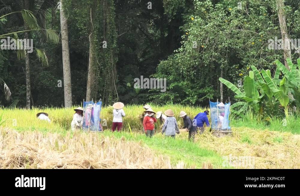 Women moving seperation device for rice harvesting on a paddy field in ...