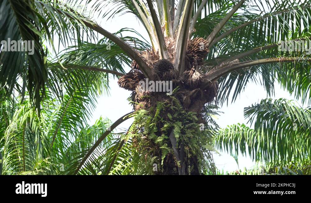 Oil palm tree harvesting Stock Videos & Footage - HD and 4K Video Clips ...