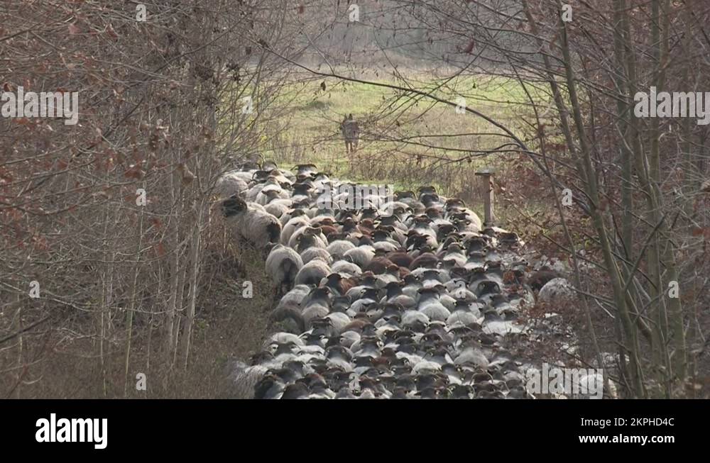 Herd of sheep driving through a forest by a dog Stock Video Footage - Alamy