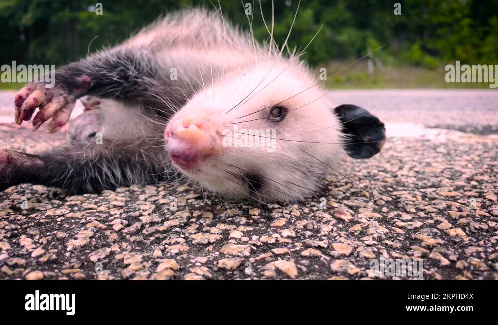 Road kill a face of a dead possum on a rural country road Stock Video ...
