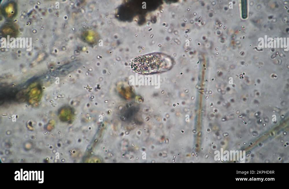 Single celled bacteria Stock Videos & Footage - HD and 4K Video Clips ...