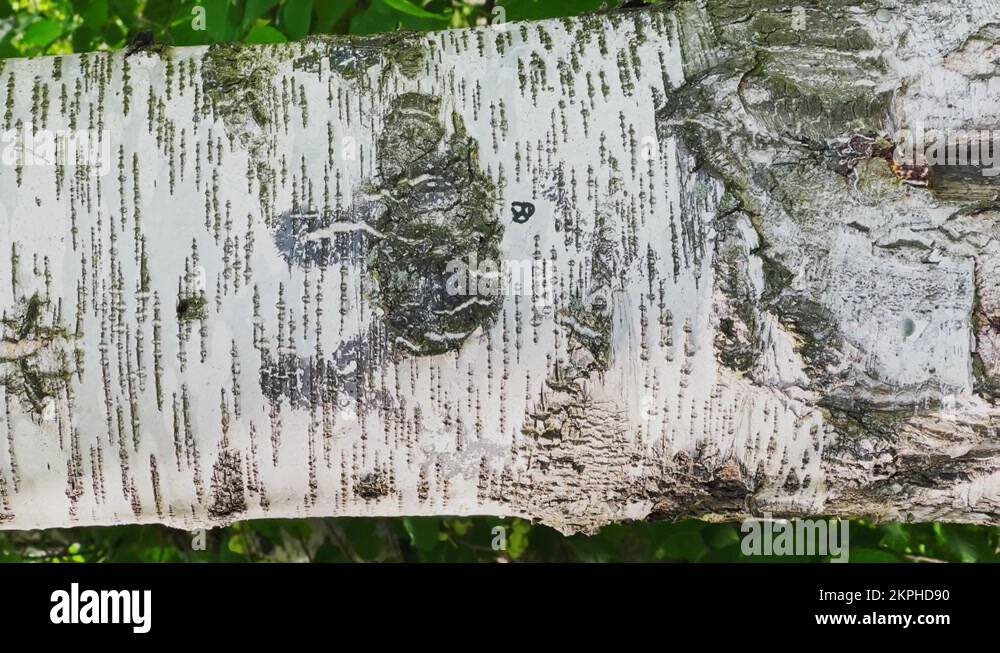 Close vertical footage of tree trunk in sunny weather, tree bark ...