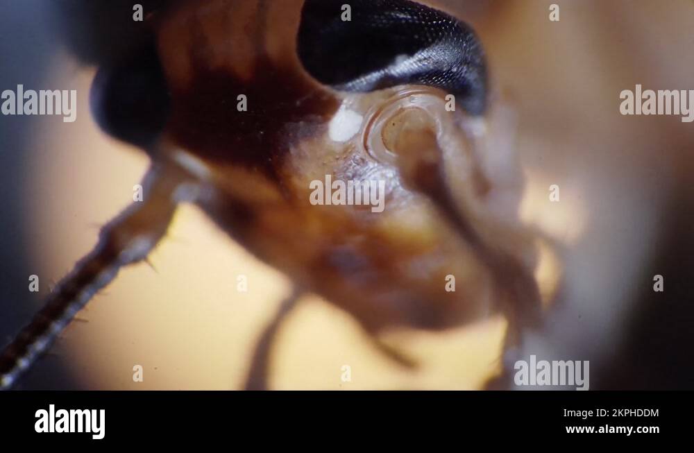 Detailed antennae Stock Videos & Footage - HD and 4K Video Clips - Alamy