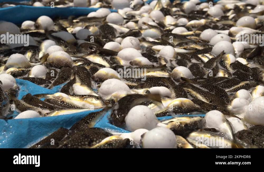 Fugu pufferfish japan Stock Videos & Footage - HD and 4K Video Clips ...