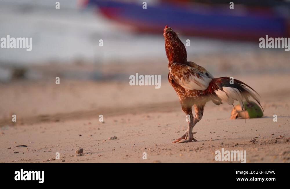 Rooster wings Stock Videos & Footage - HD and 4K Video Clips - Alamy