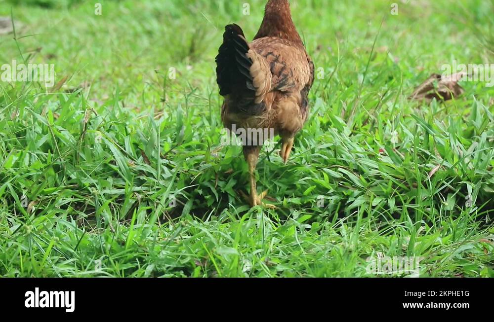 Jungle hen Stock Videos & Footage - HD and 4K Video Clips - Alamy