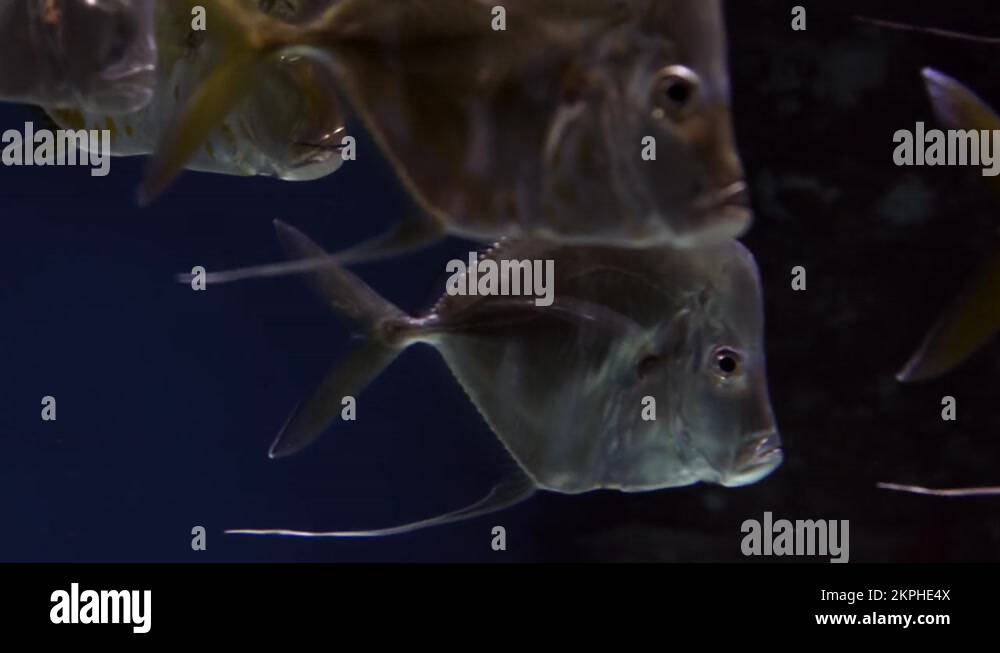 Tropical swimming Stock Videos & Footage - HD and 4K Video Clips - Alamy