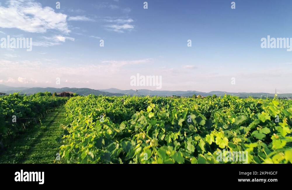 Rows of vineyards in Italy. Aerial view of the Italian vineyard ...