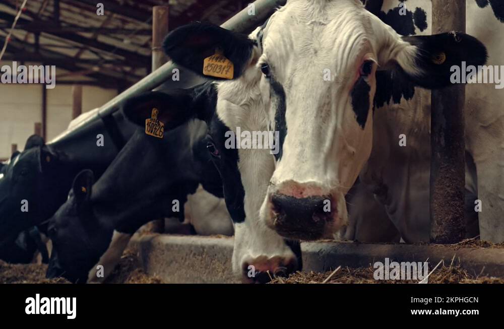 Cute cow animals playing together while eating hay at barn of modern ...