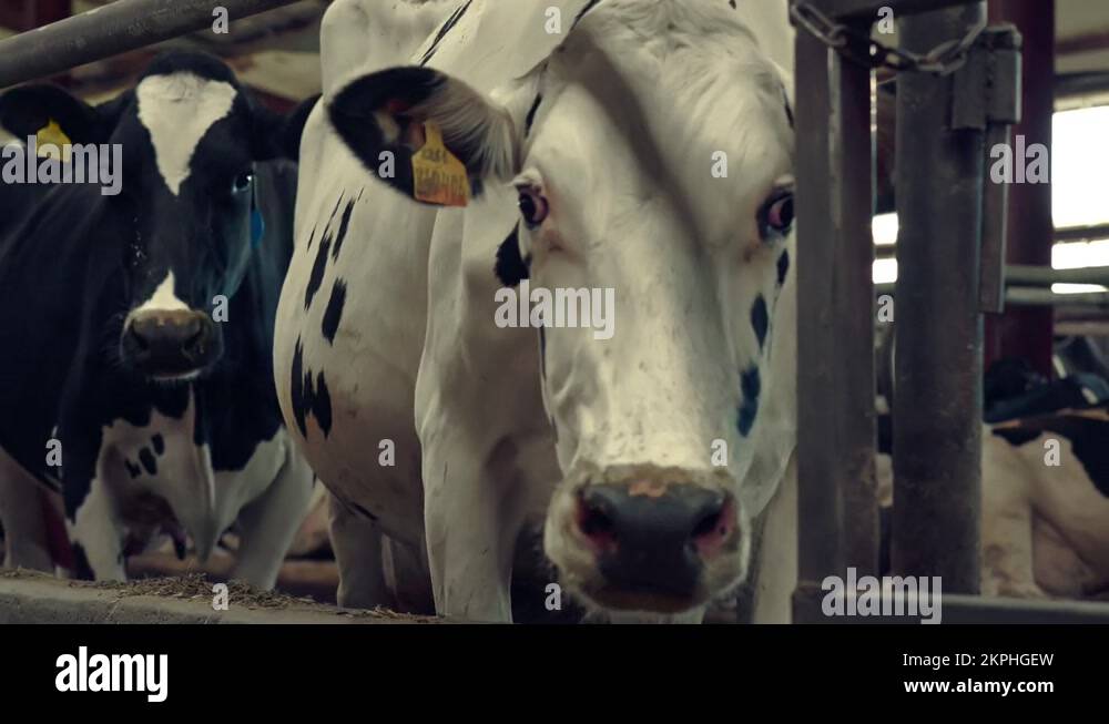 A purebred white cow with black spots walks into chamber chewing on ...
