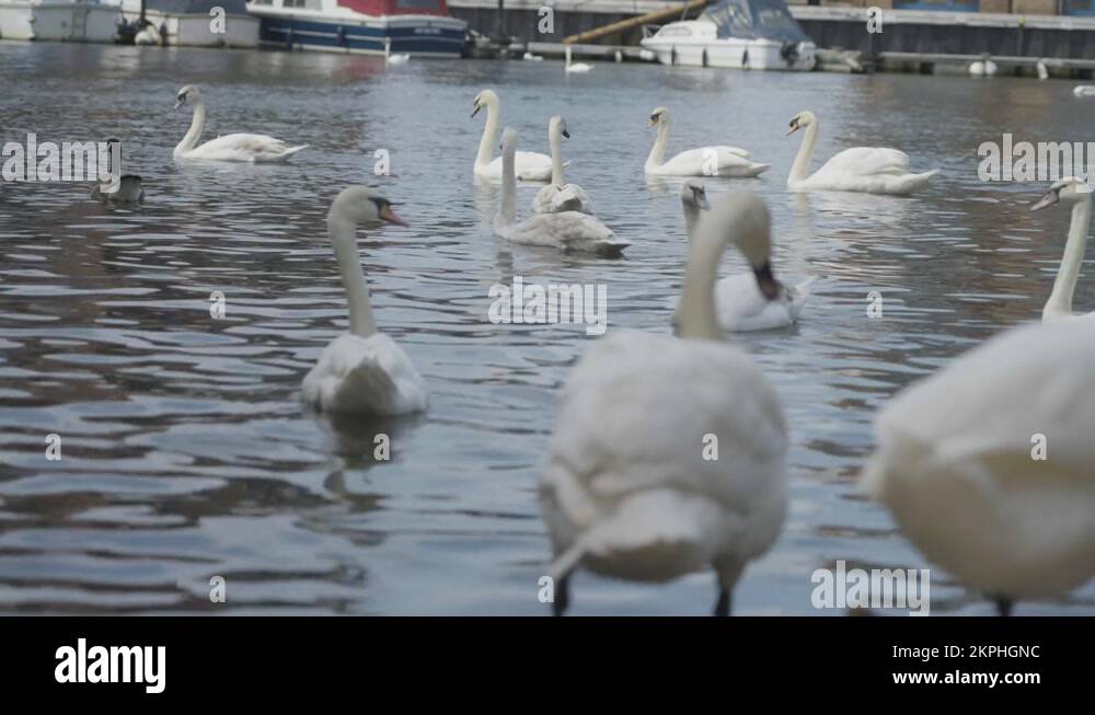 London birds view Stock Videos & Footage - HD and 4K Video Clips - Alamy