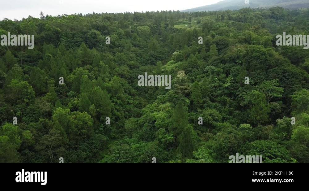 Aerial flyover dense forest on the slope of Merapi Volcano during sunny ...