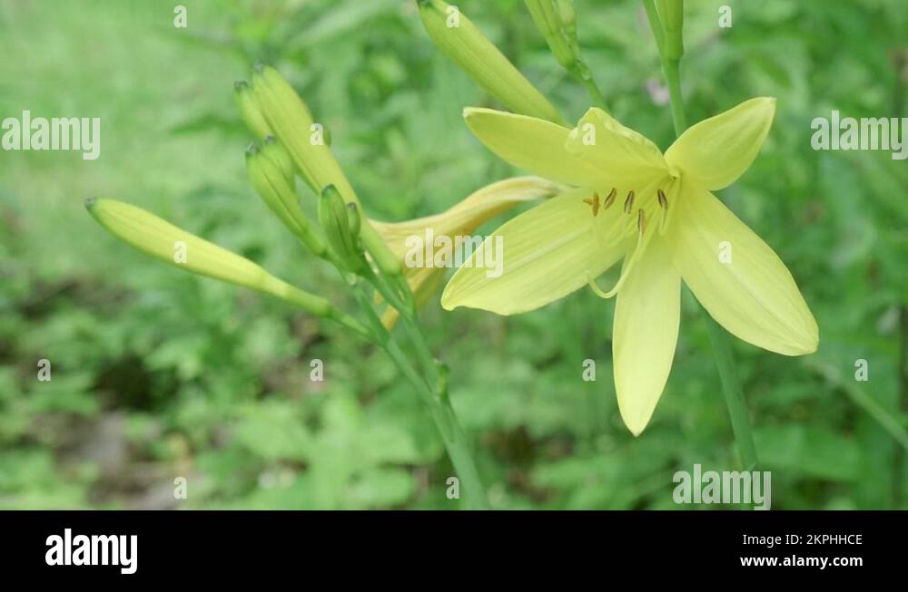 Hardy border Stock Videos & Footage - HD and 4K Video Clips - Alamy