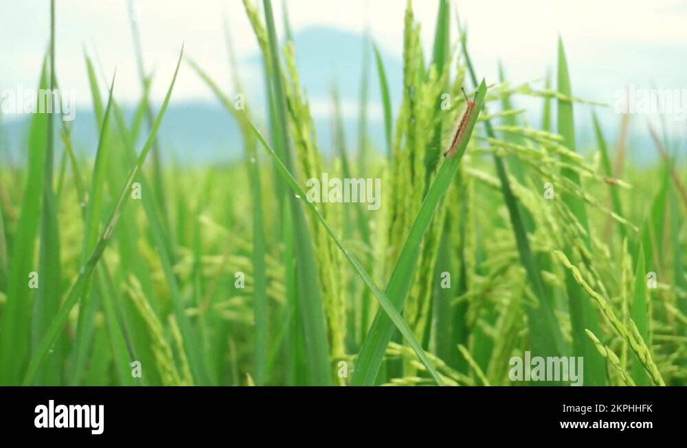Paddy green leaf Stock Videos & Footage - HD and 4K Video Clips - Alamy