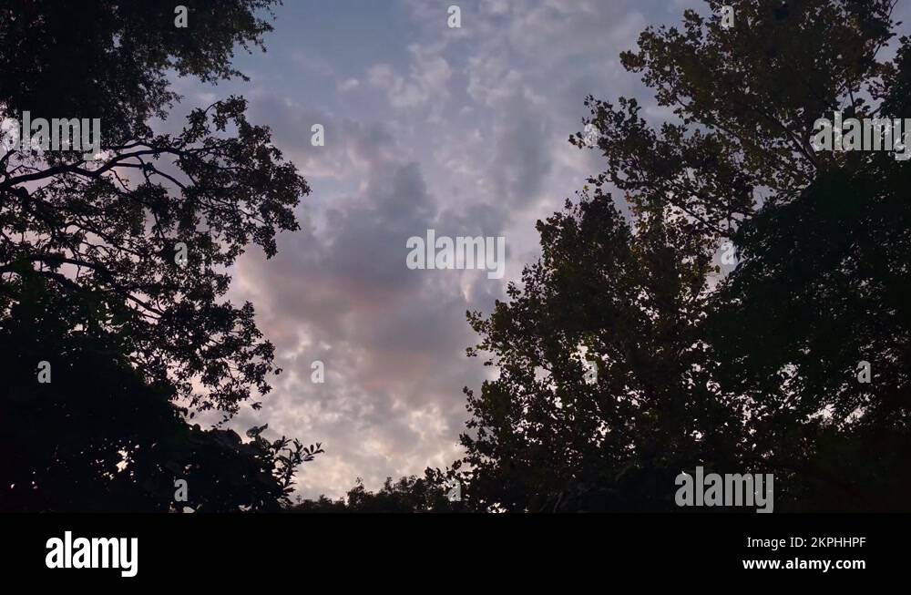 Opening in trees Stock Videos & Footage - HD and 4K Video Clips - Alamy