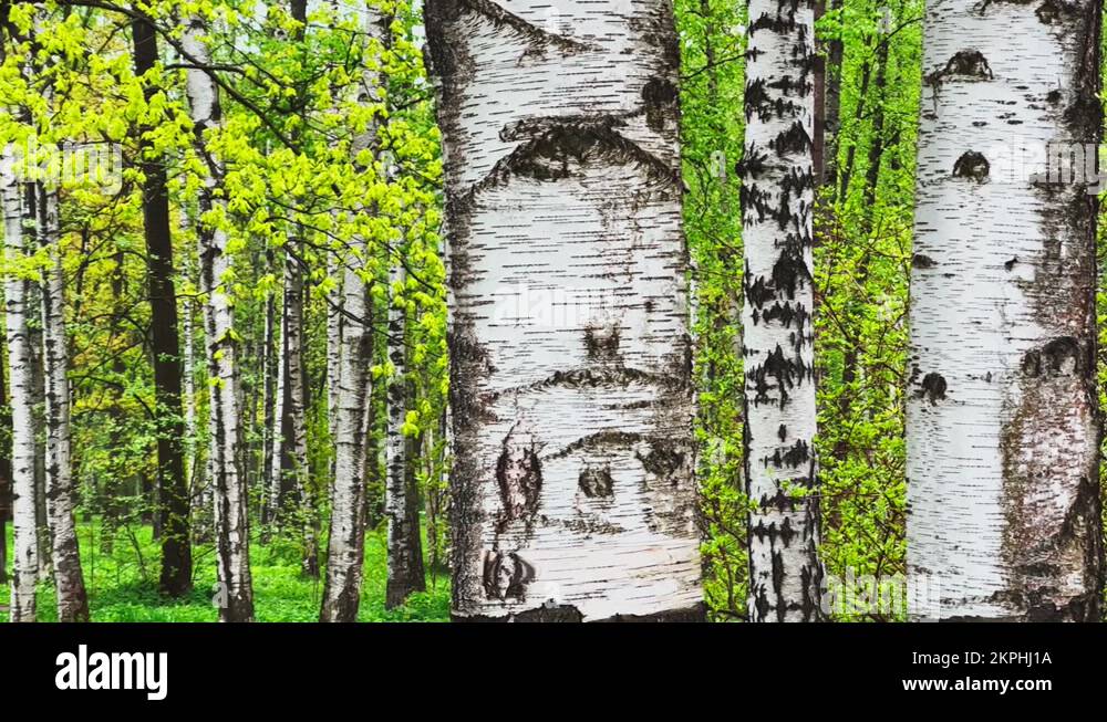 White tree trunks Stock Videos & Footage - HD and 4K Video Clips - Alamy