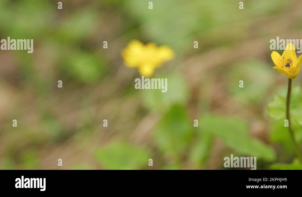 Ficaria ranunculoides Stock Videos & Footage - HD and 4K Video Clips ...