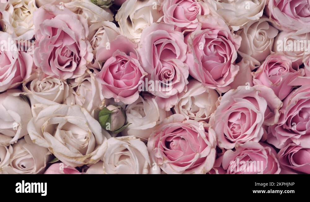 Visual flowers Stock Videos & Footage - HD and 4K Video Clips - Alamy