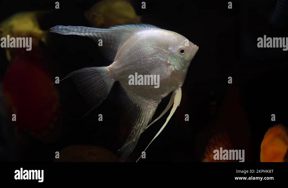 White angelfish Stock Videos & Footage - HD and 4K Video Clips - Alamy