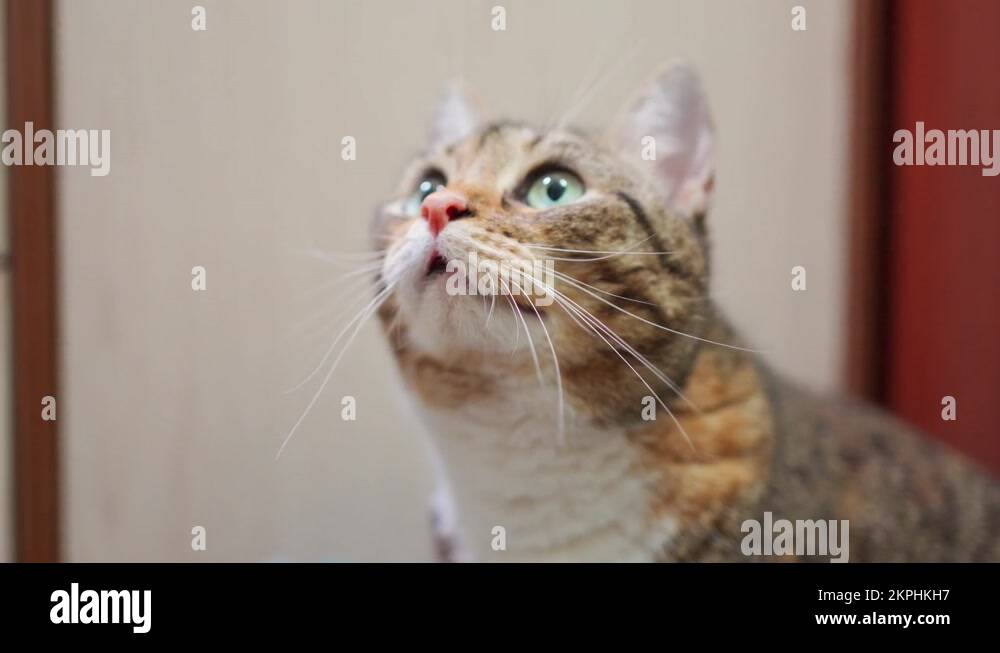Interested cat Stock Videos & Footage - HD and 4K Video Clips - Alamy