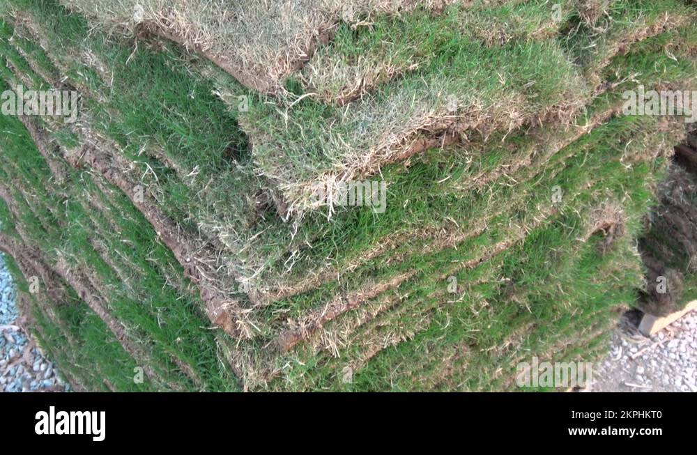 Viewing layers of lawn grass drying while waiting Stock Video Footage ...