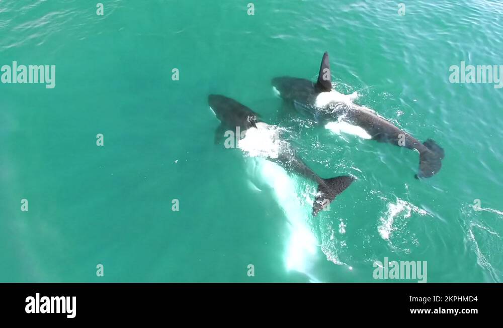 Sperm whale hunting Stock Videos & Footage - HD and 4K Video Clips - Alamy