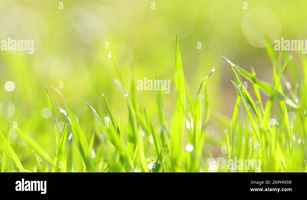 Condensation nature Stock Videos & Footage - HD and 4K Video Clips - Alamy