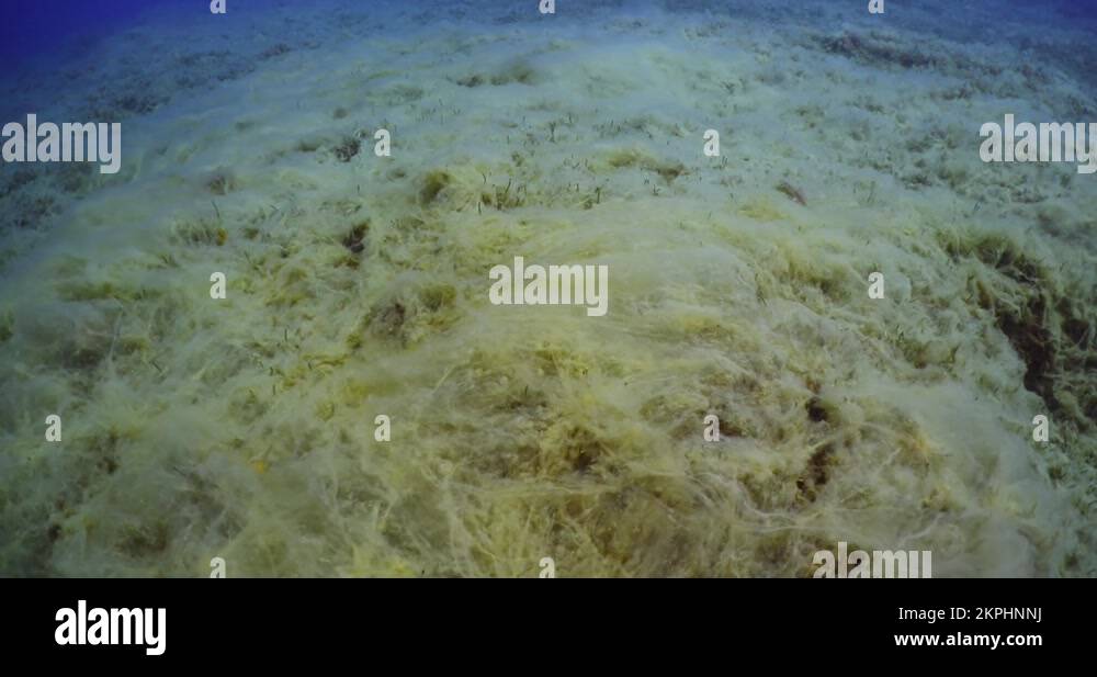 algae at bottom water pollution mucilage on ocean floor covered the sea ...