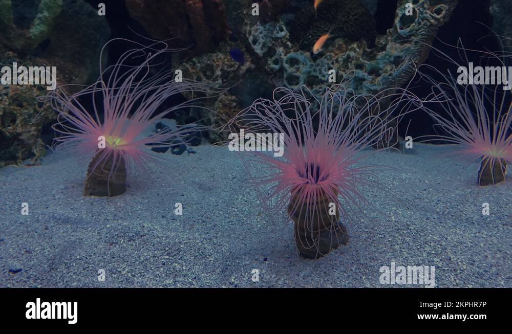 Sea anemones in the sand Stock Videos & Footage - HD and 4K Video Clips ...