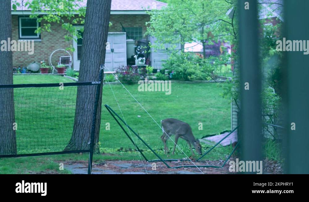Small doe grass Stock Videos & Footage - HD and 4K Video Clips - Alamy