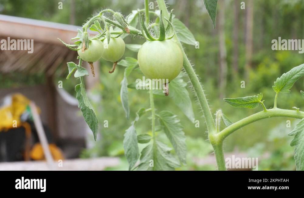 Drooping natural Stock Videos & Footage - HD and 4K Video Clips - Alamy