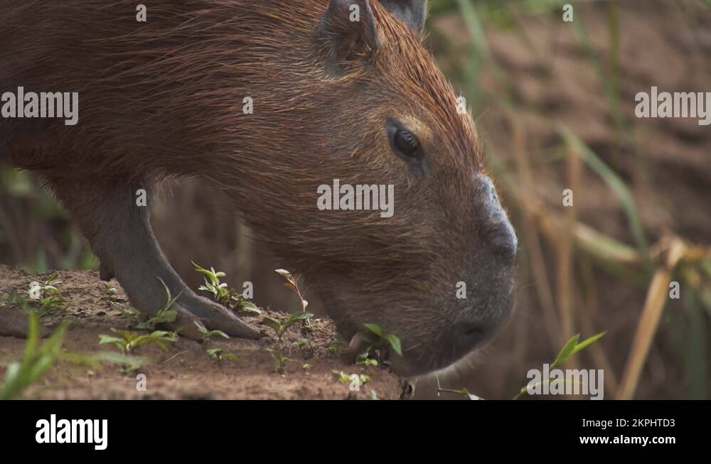 Capybara head Stock Videos & Footage - HD and 4K Video Clips - Alamy