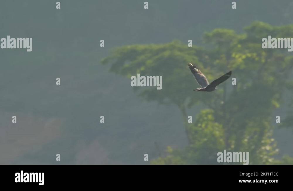 Crane Hawk in flight through Tambopata National Reserve jungle. Slow ...